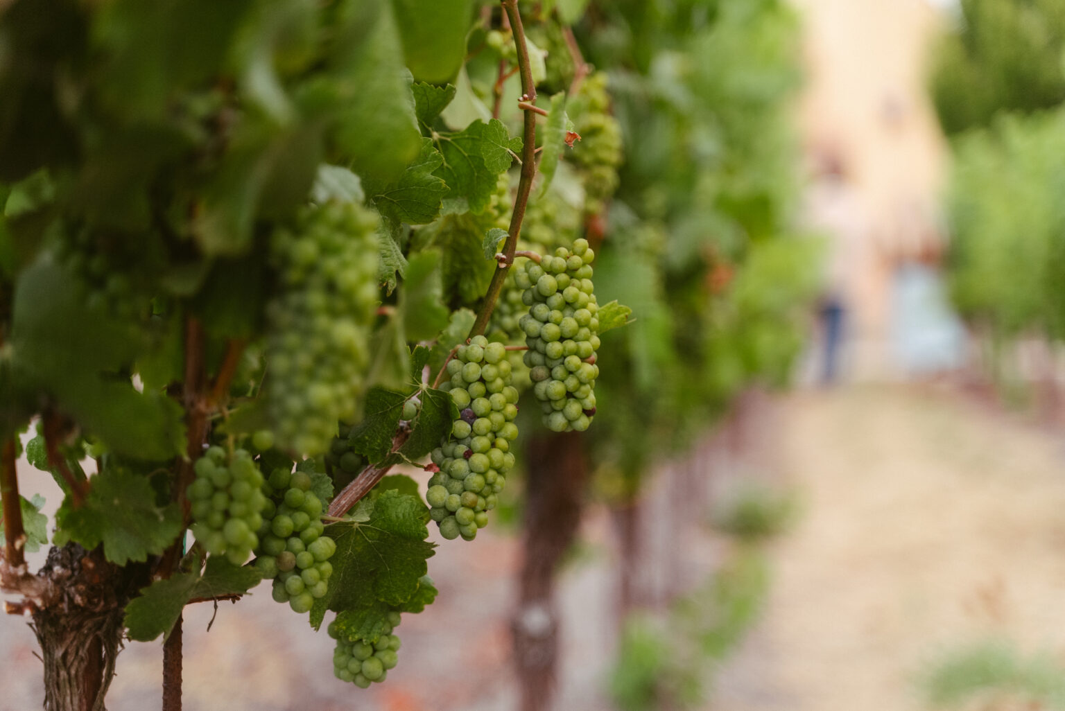 Luxury Sonoma Resort Accommodations | Vinarosa